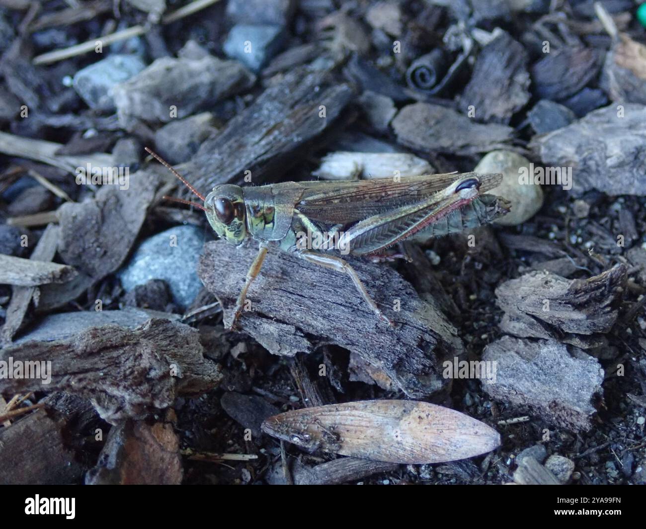 Red-legged Grasshopper (Melanoplus femurrubrum) Insecta Stock Photo - Alamy