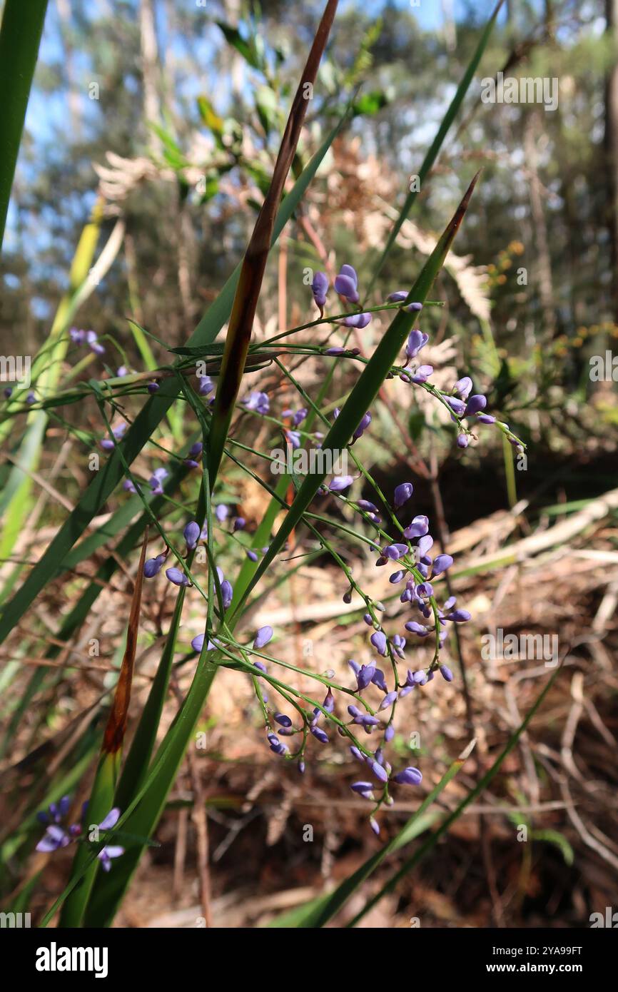 Comesperma volubile hi-res stock photography and images - Alamy
