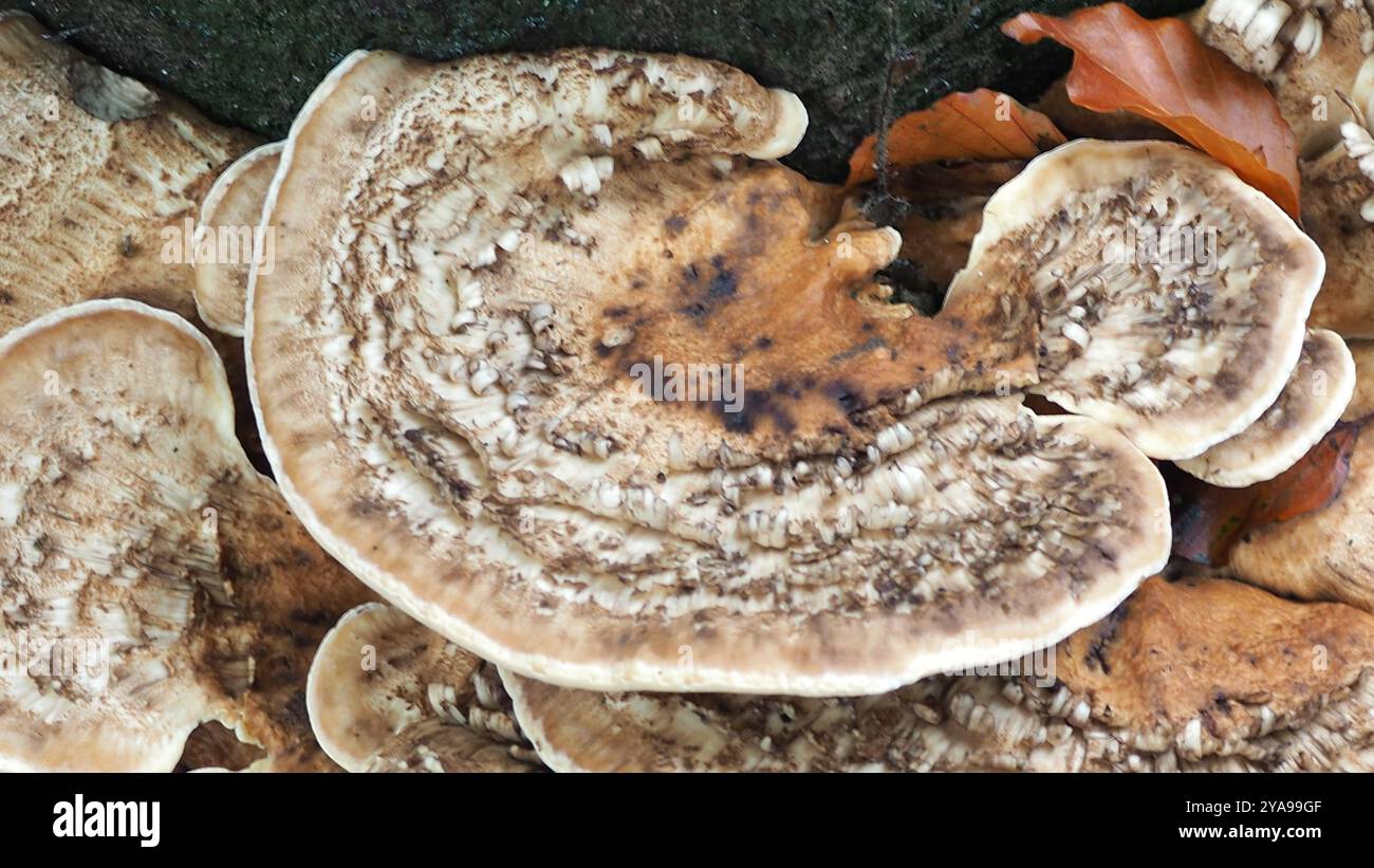 Giant Polypore (Meripilus giganteus) Fungi Stock Photo - Alamy