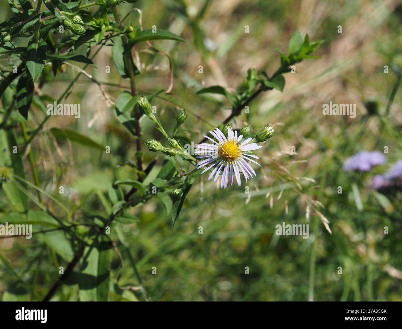 swamp aster (Symphyotrichum puniceum) Plantae Stock Photo - Alamy
