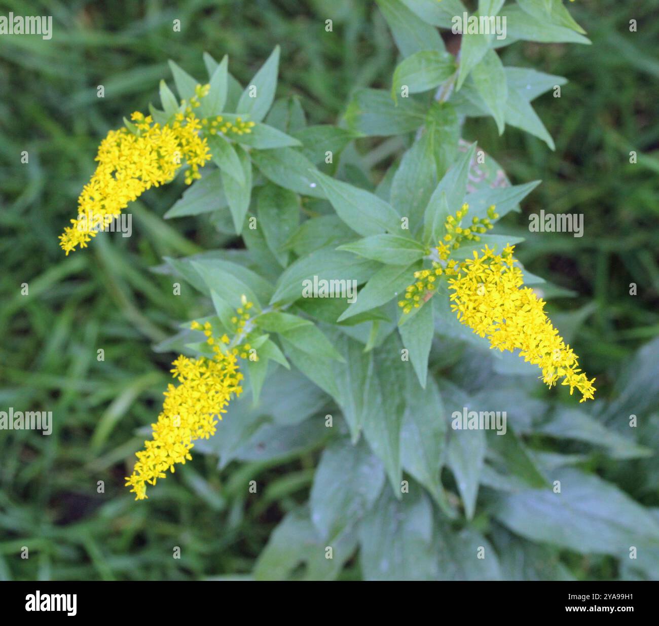common wrinkle-leaved goldenrod (Solidago rugosa) Plantae Stock Photo ...