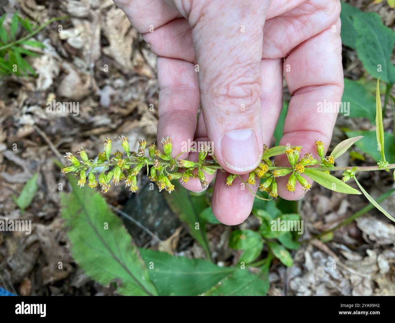 slender goldenrod (Solidago erecta) Plantae Stock Photo - Alamy