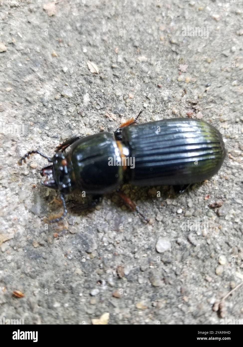 Horned Passalus Beetle (Odontotaenius disjunctus) Insecta Stock Photo ...