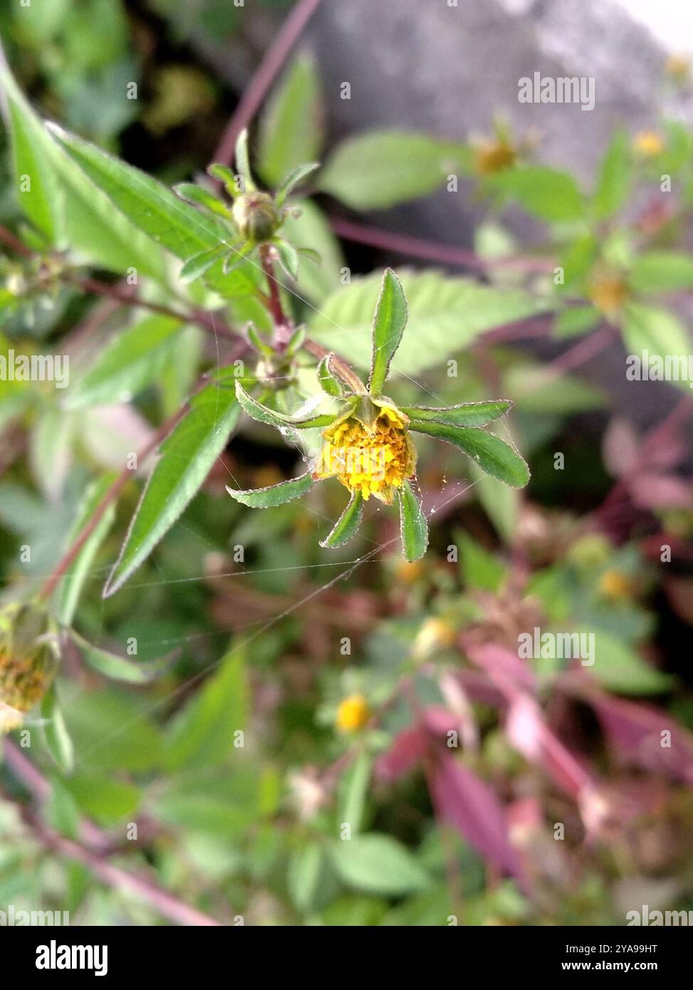 Devil's Beggarticks (Bidens frondosa) Plantae Stock Photo - Alamy