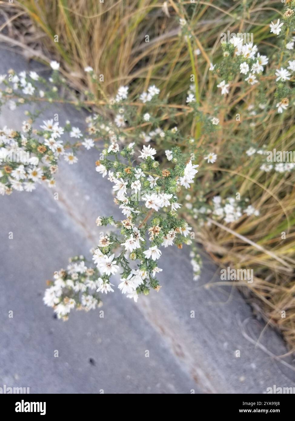 white heath aster (Symphyotrichum ericoides) Plantae Stock Photo - Alamy
