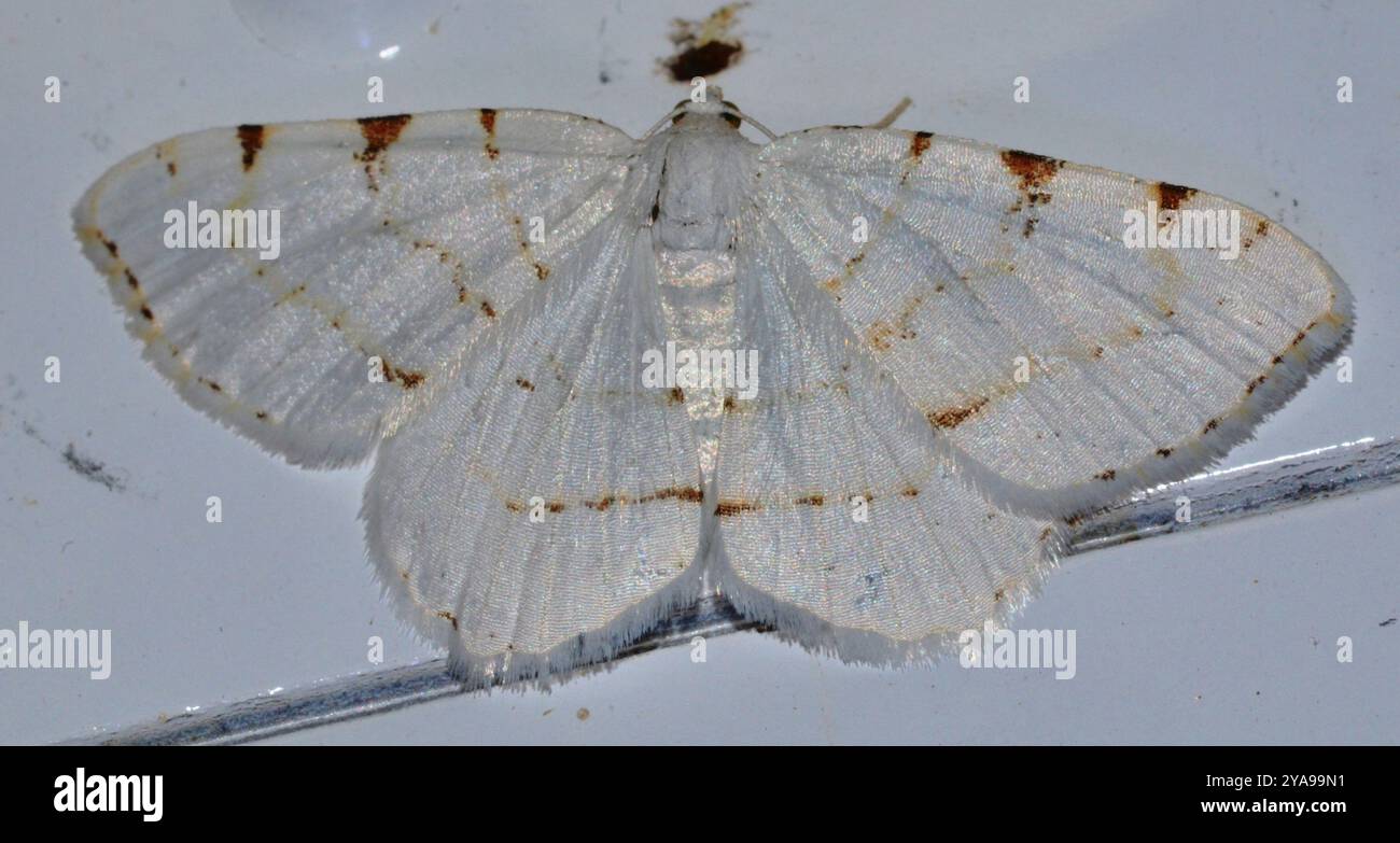 Lesser Maple Spanworm Moth (Macaria pustularia) Insecta Stock Photo - Alamy