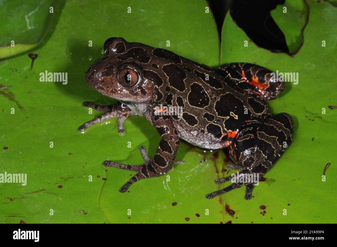 Red-legged Wot-wot (Hylambates maculatus) Amphibia Stock Photo - Alamy
