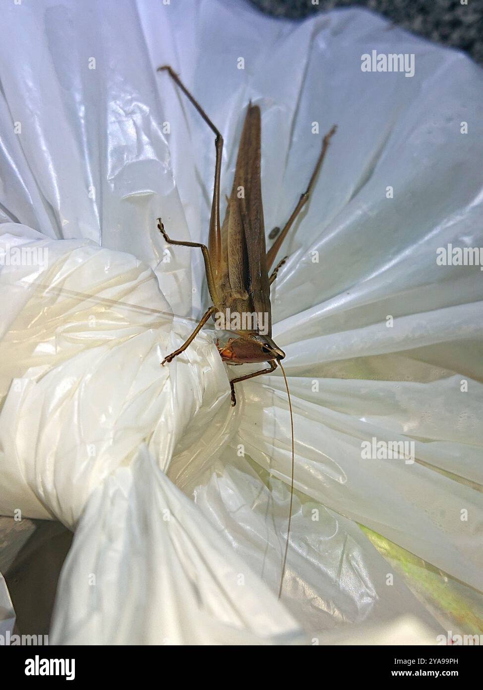 Common Coneheads (Neoconocephalus) Insecta Stock Photo - Alamy