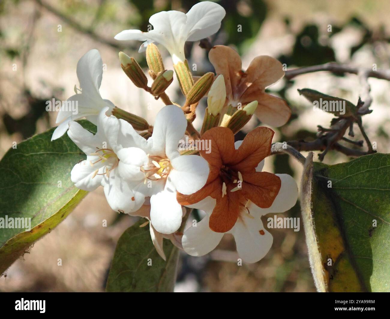 (Cordia glabrata) Plantae Stock Photo - Alamy
