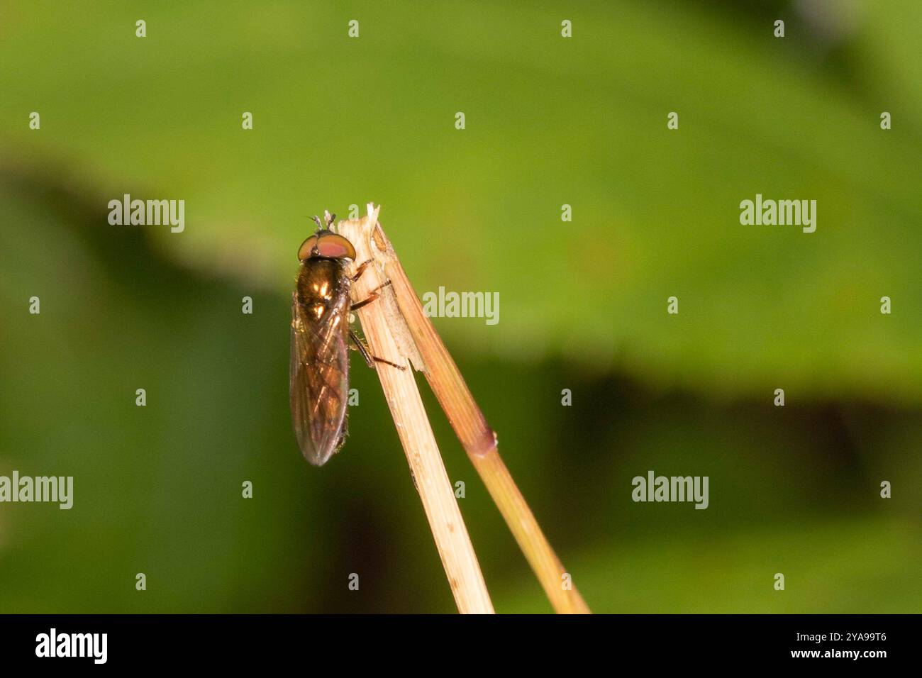 Variable Duskyface Fly (Melanostoma mellinum) Insecta Stock Photo - Alamy