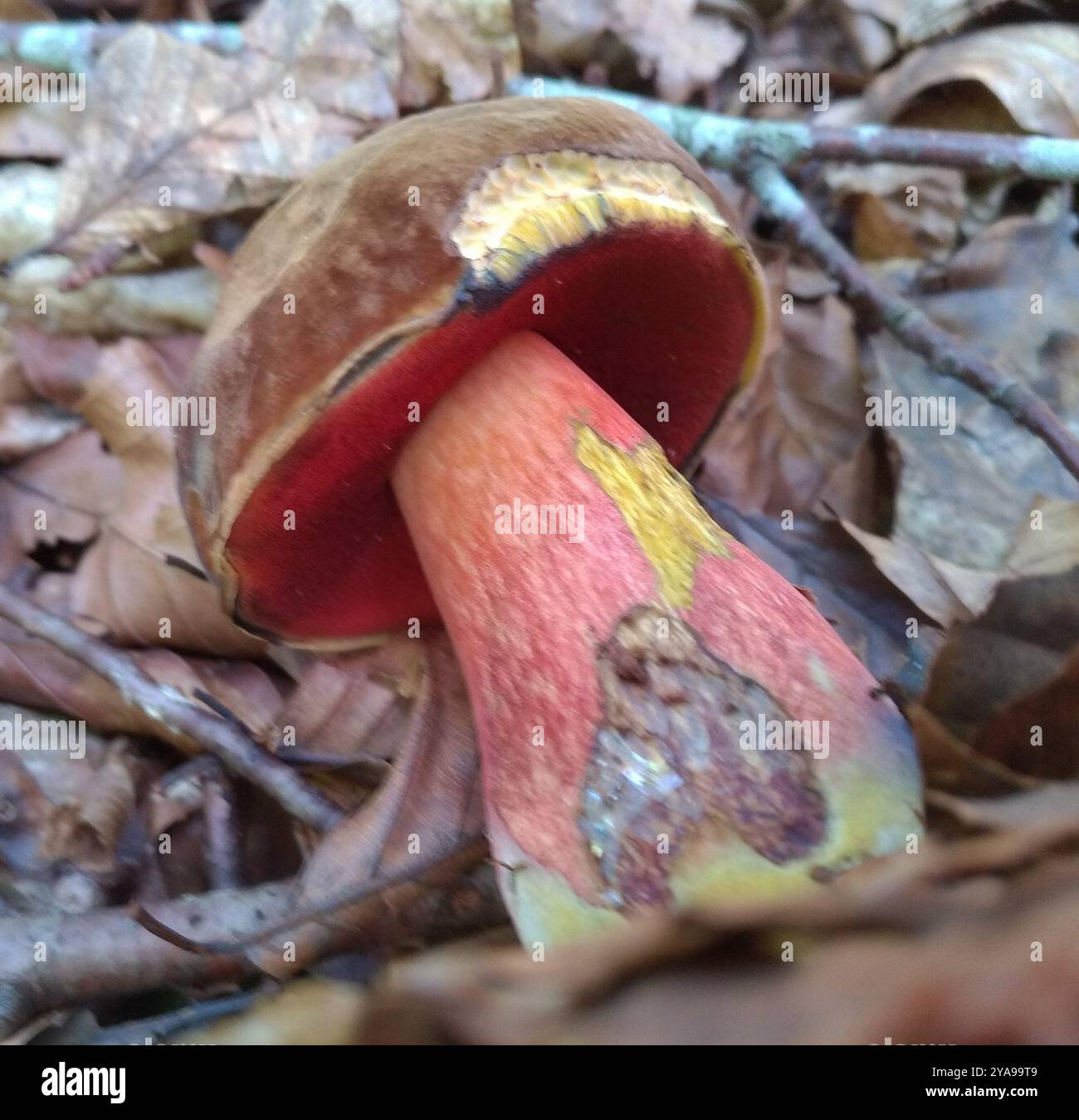 Dotted Stem Bolete (Neoboletus erythropus) Fungi Stock Photo - Alamy