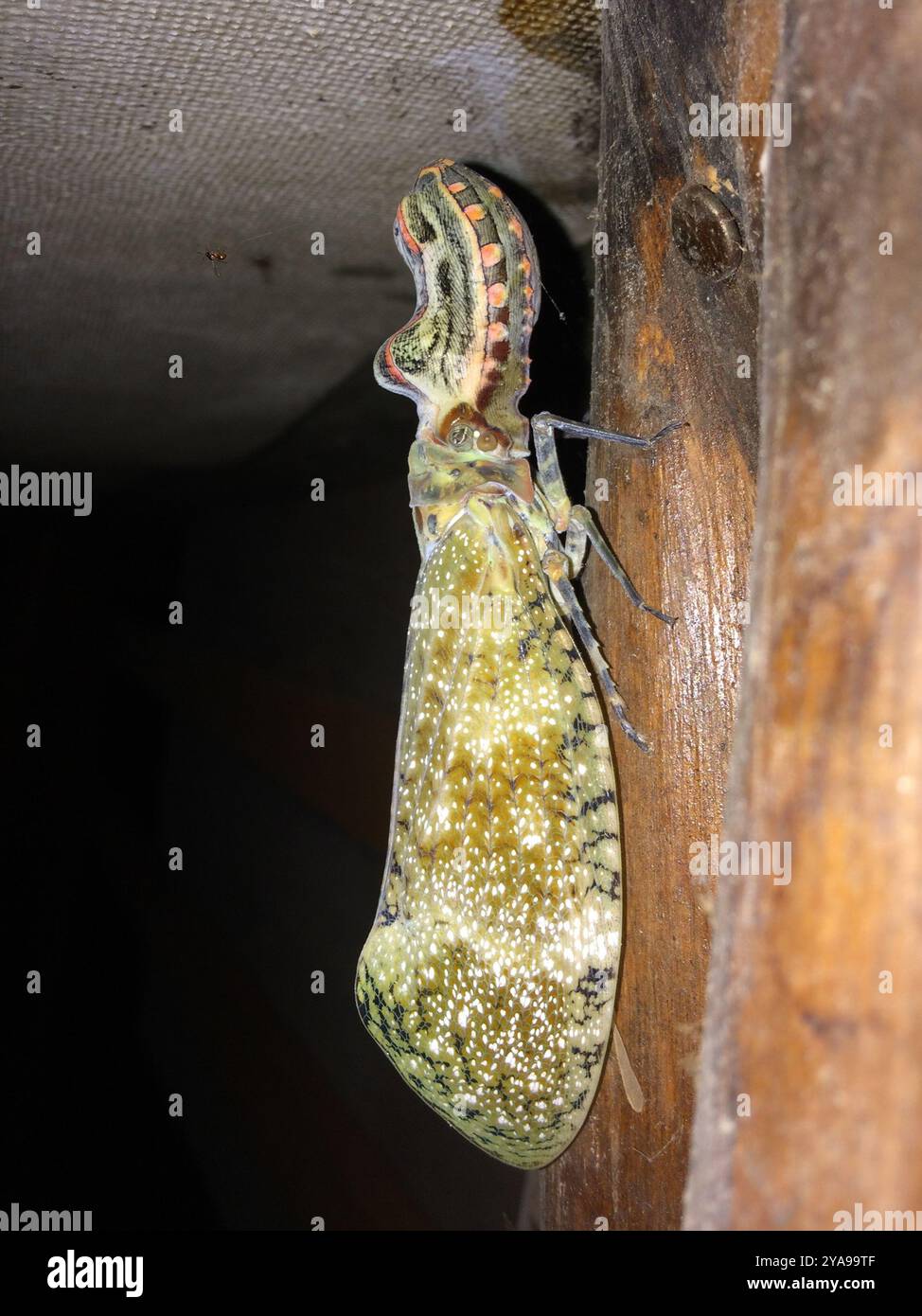 Peanut-headed Lanternfly (Fulgora laternaria) Insecta Stock Photo - Alamy