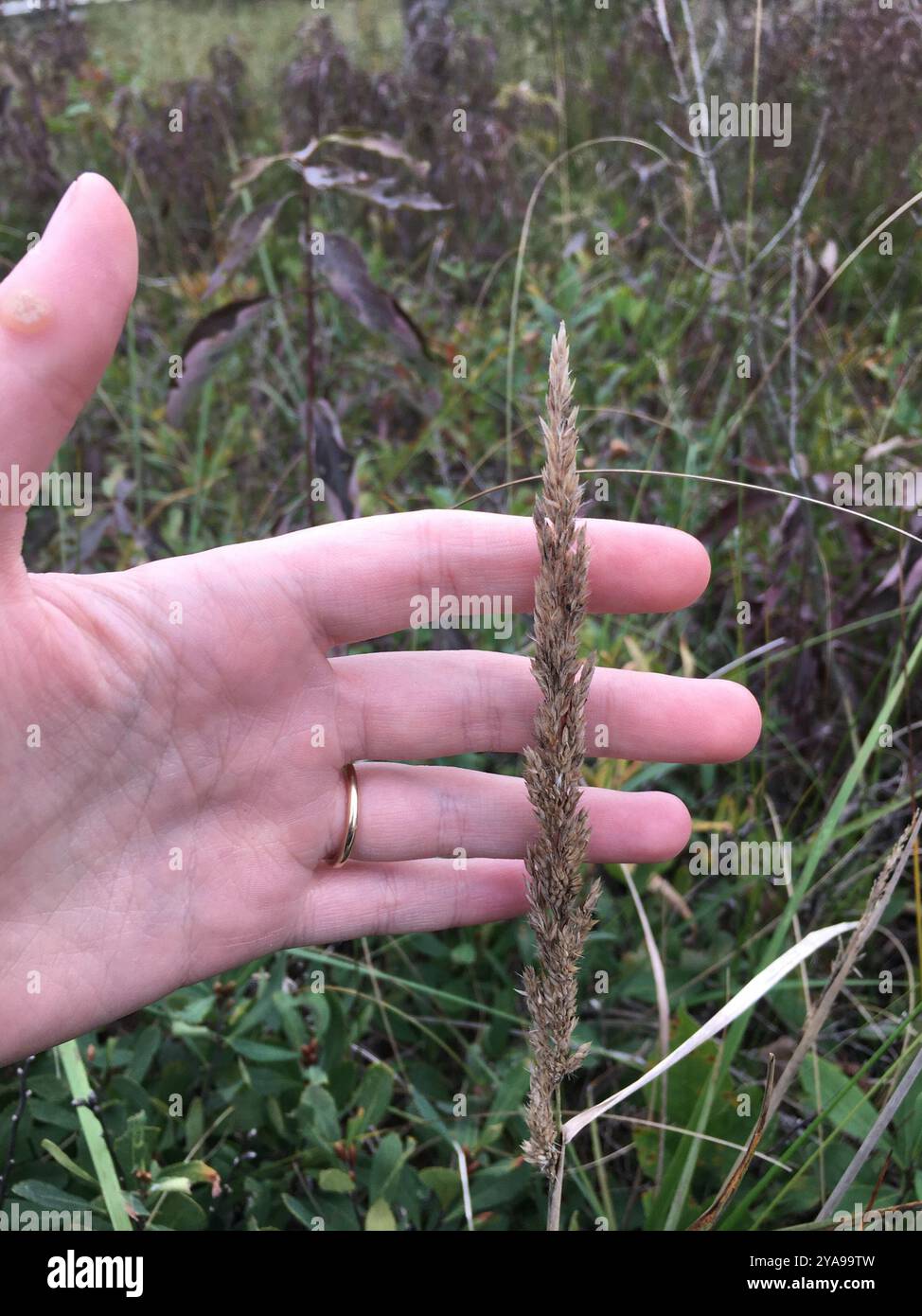 Northern Reedgrass (Calamagrostis inexpansa) Plantae Stock Photo - Alamy