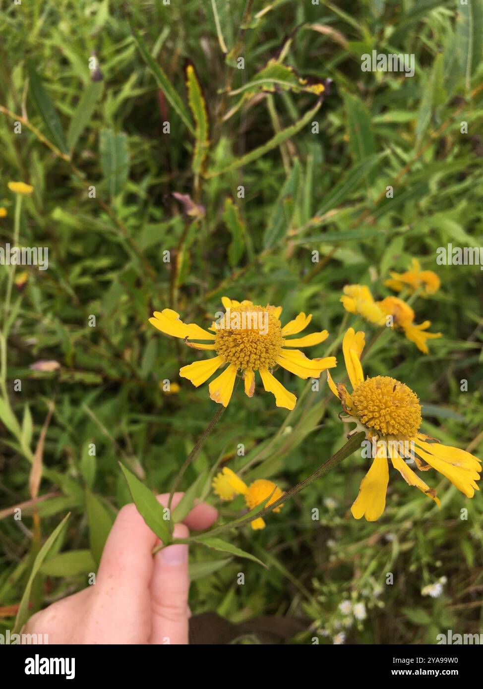 common sneezeweed (Helenium autumnale) Plantae Stock Photo - Alamy