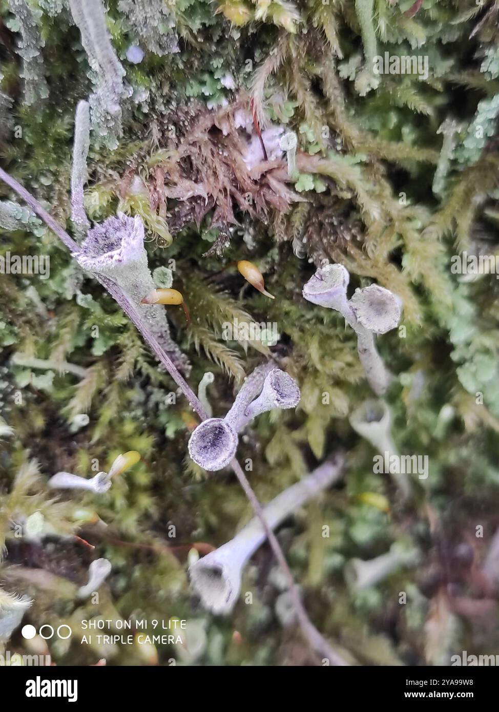 Trumpet Lichen (Cladonia fimbriata) Fungi Stock Photo - Alamy