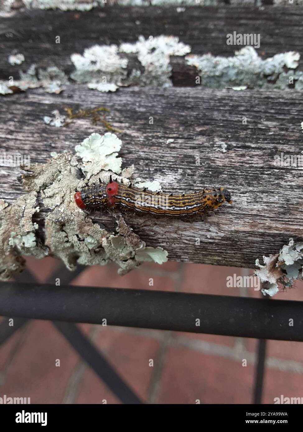 Red-humped Caterpillar Moth (Oedemasia concinna) Insecta Stock Photo ...