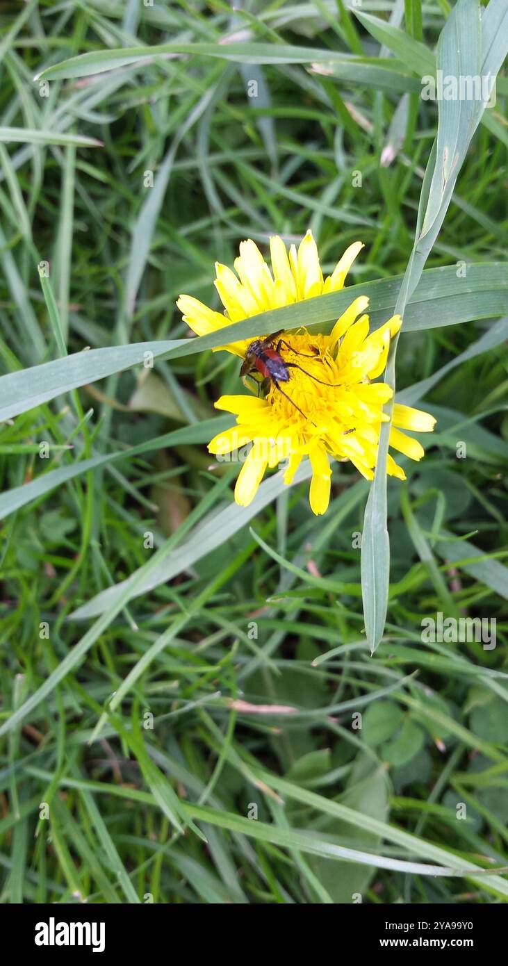 Red Spotted Parasite Fly (Eriothrix rufomaculata) Insecta Stock Photo ...