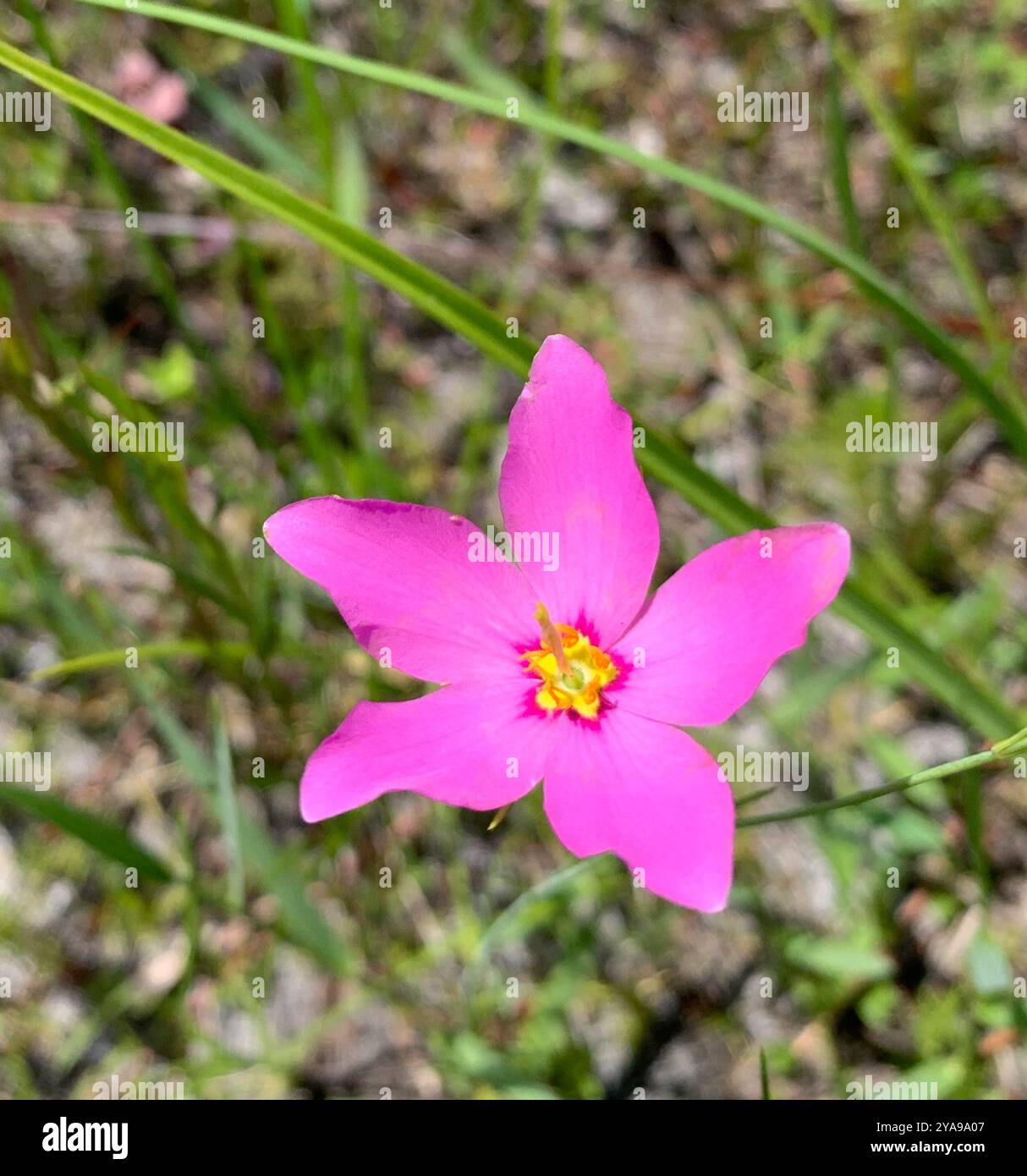 Largeflower Rose Gentian (Sabatia grandiflora) Plantae Stock Photo - Alamy