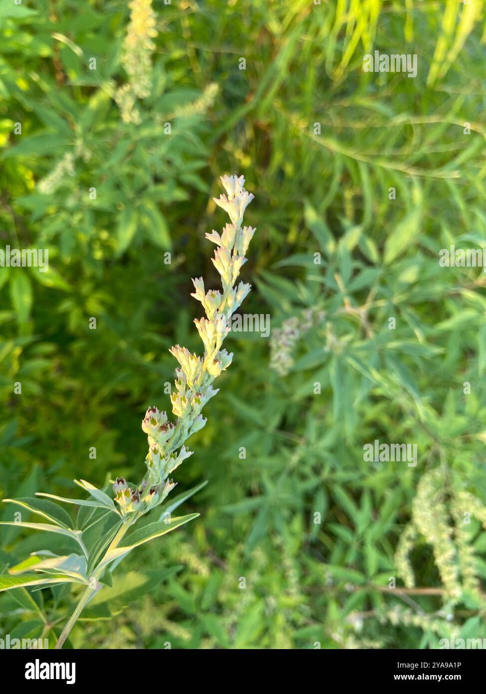 Five-leaved chaste tree (Vitex negundo) Plantae Stock Photo - Alamy