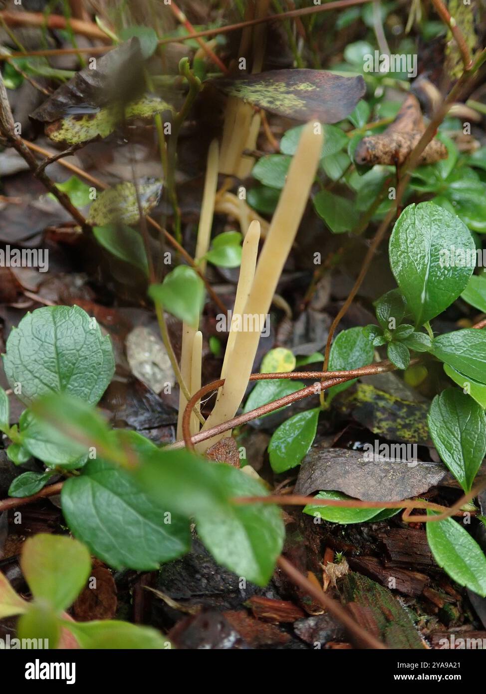 antler and spindle fungi (Clavariaceae) Fungi Stock Photo - Alamy