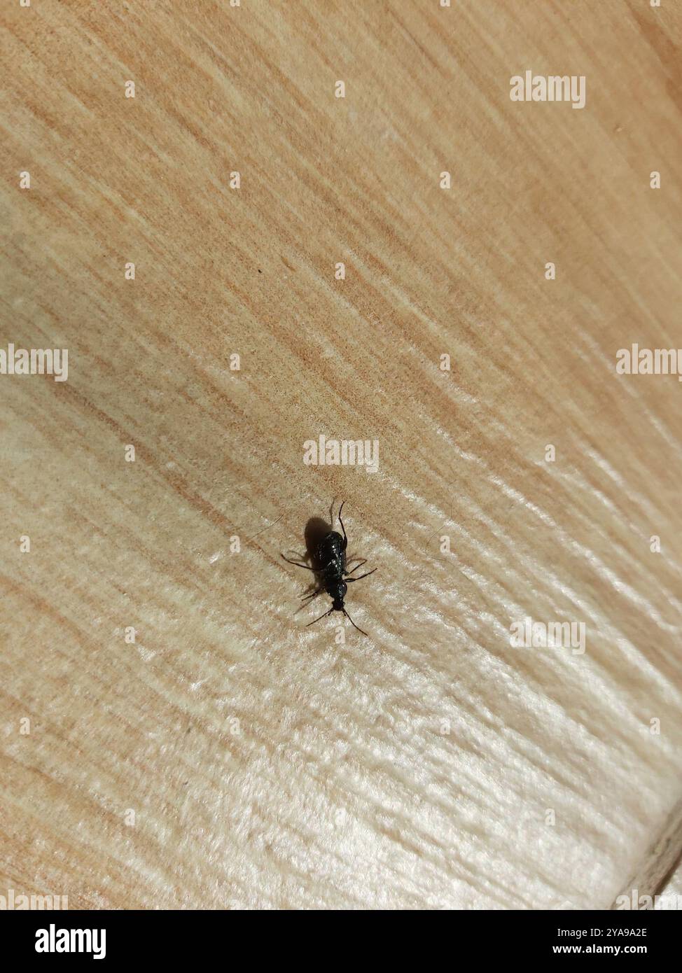 Panagaeus hi-res stock photography and images - Alamy
