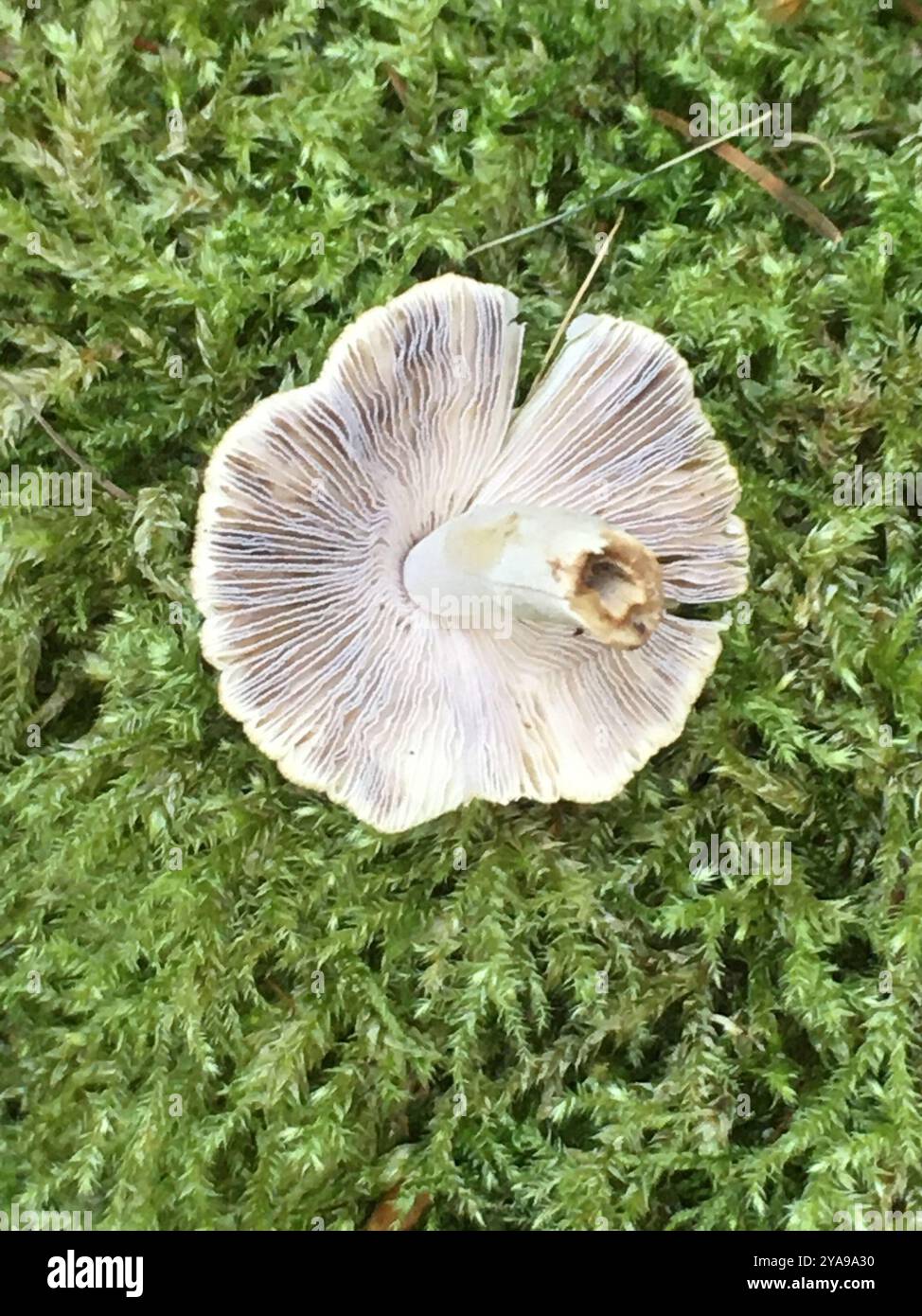 Pale Brittlestem (Candolleomyces candolleanus) Fungi Stock Photo - Alamy
