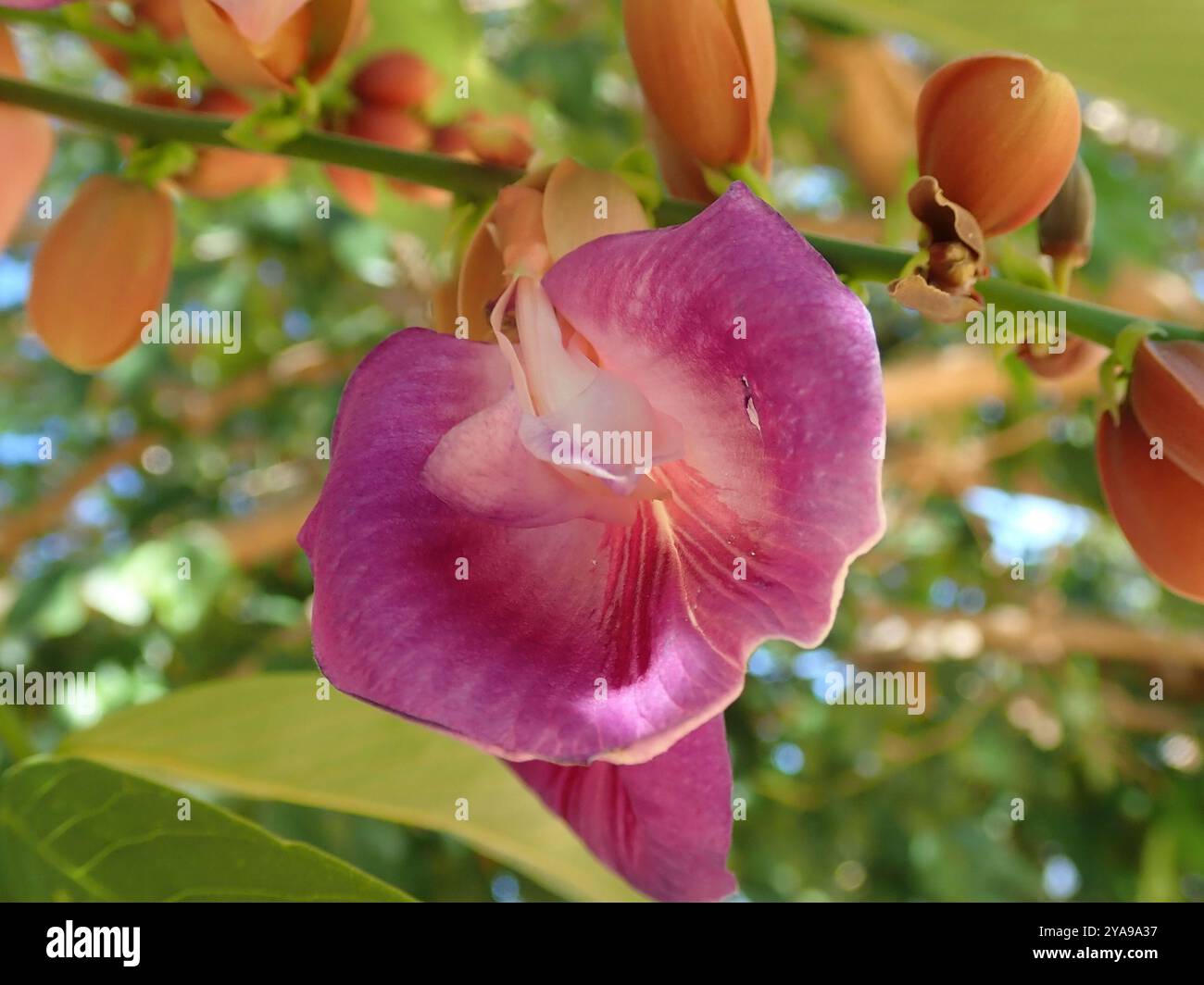 Butterfly Pea Tree (Clitoria fairchildiana) Plantae Stock Photo - Alamy
