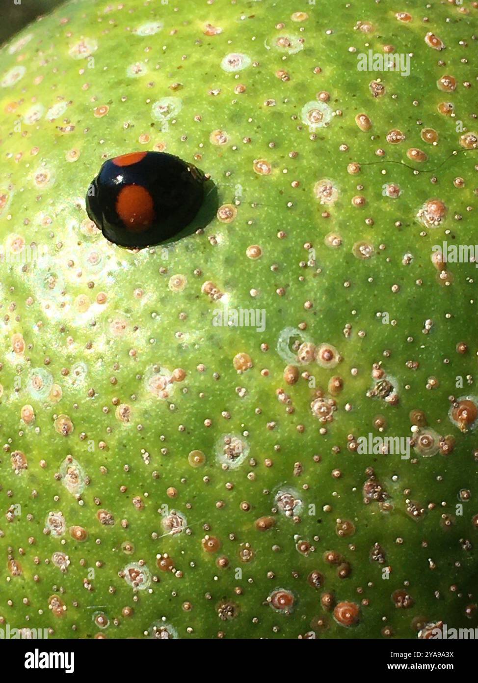 Cactus Lady Beetle (Chilocorus cacti) Insecta Stock Photo - Alamy