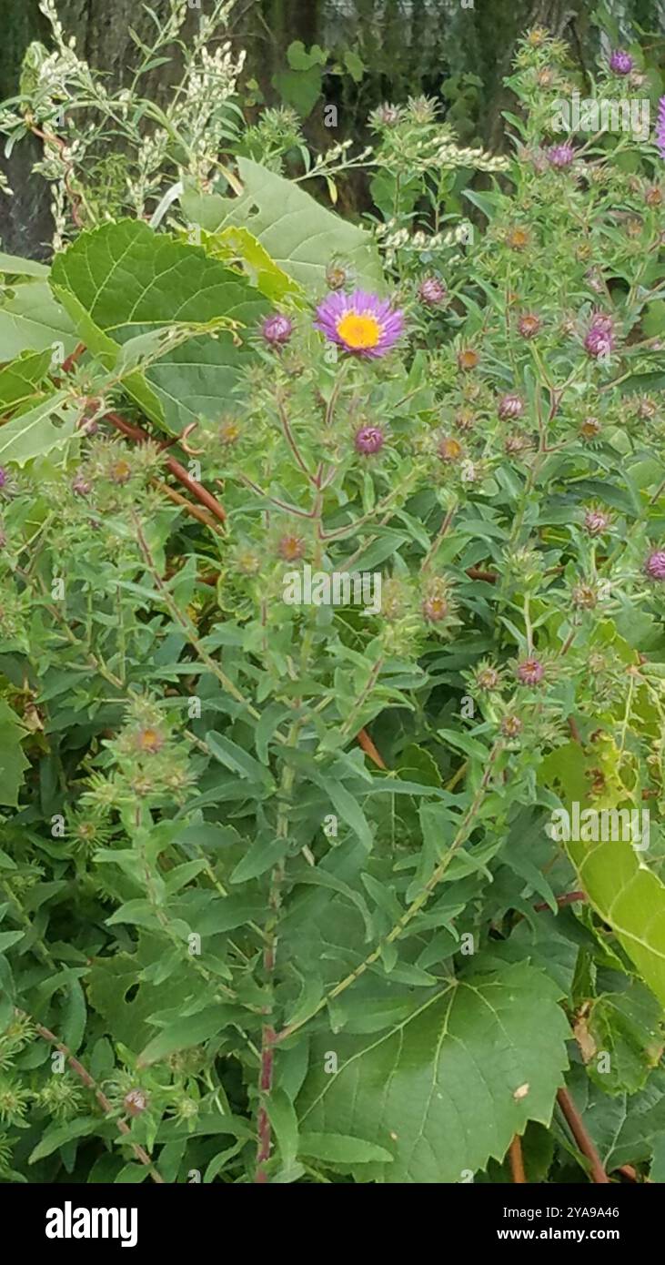 New England aster (Symphyotrichum novae-angliae) Plantae Stock Photo ...