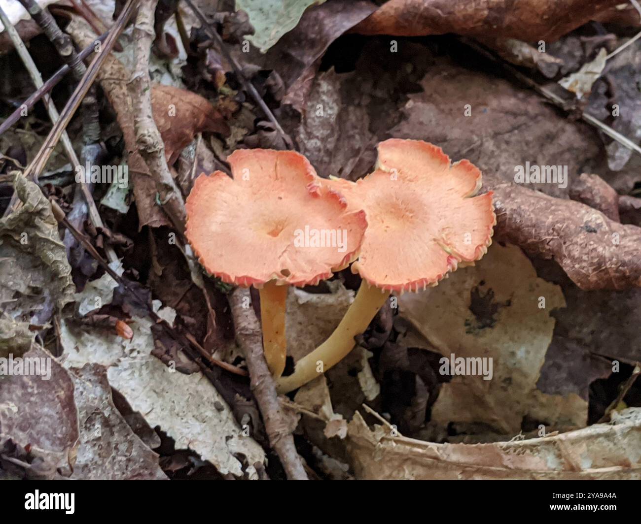 Meadow Waxcap (Cuphophyllus pratensis) Fungi Stock Photo - Alamy