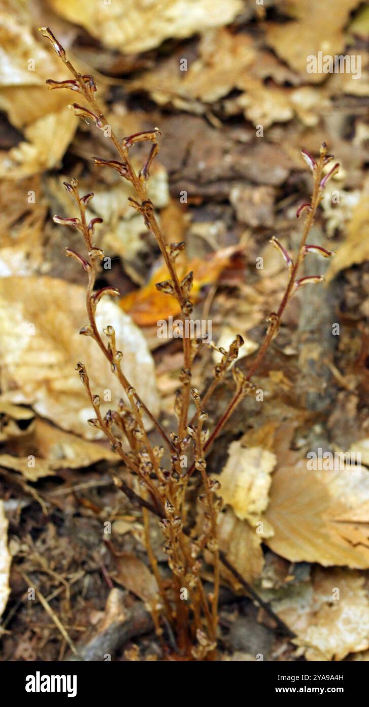 Beechdrops (Epifagus virginiana) Plantae Stock Photo - Alamy