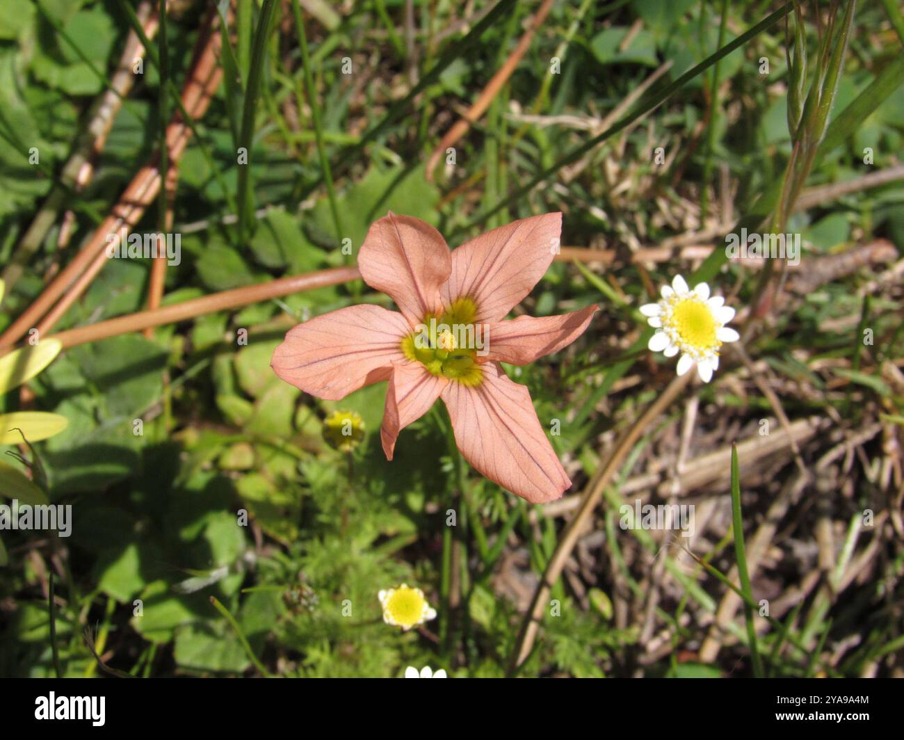 Cape Tulips (Moraea) Plantae Stock Photo - Alamy