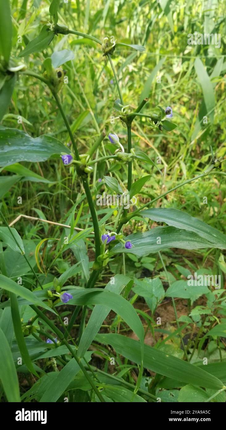 Zigzag Spiderwort (Tradescantia subaspera) Plantae Stock Photo - Alamy
