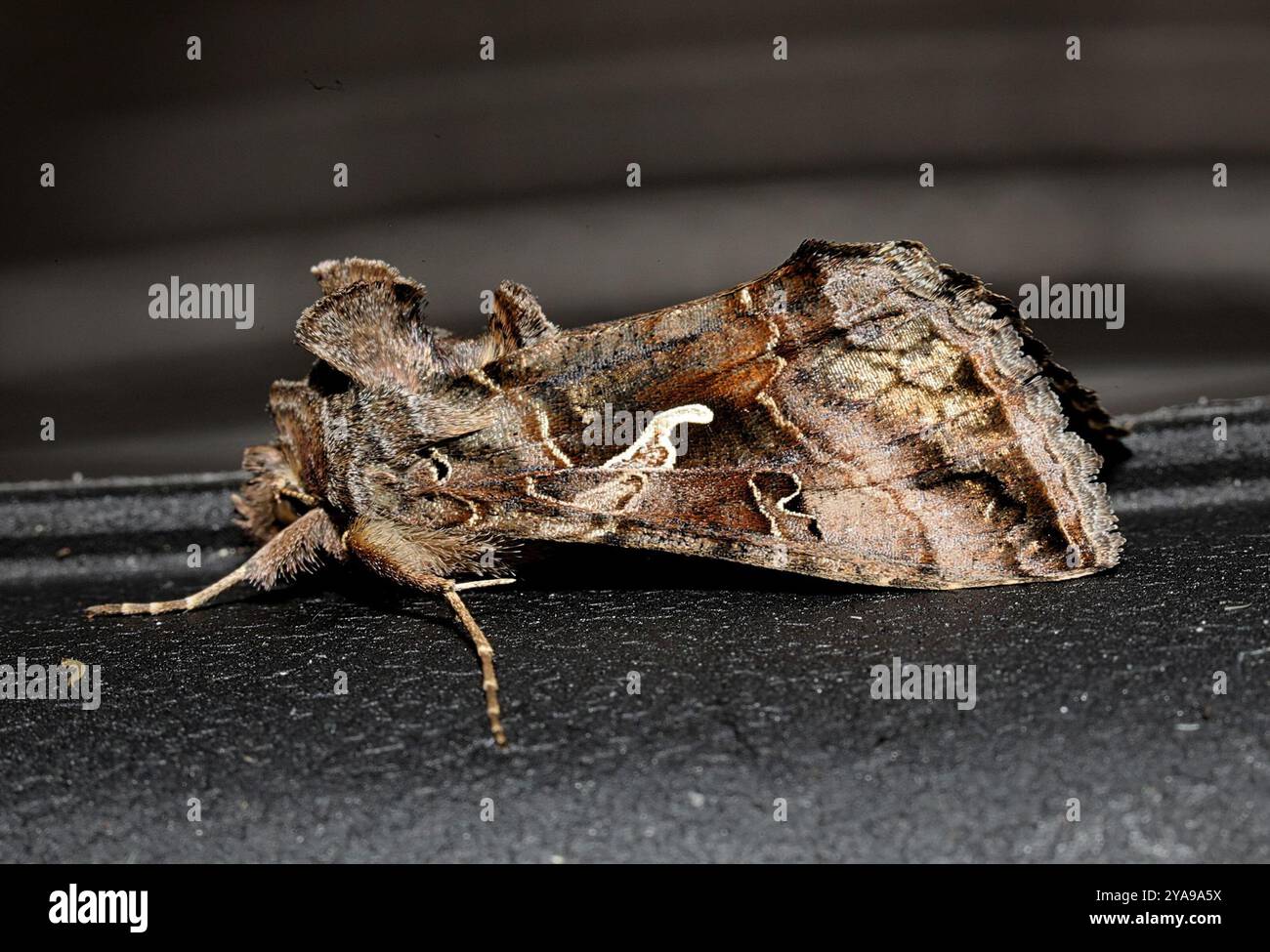 Silver Y (Autographa gamma) Insecta Stock Photo - Alamy