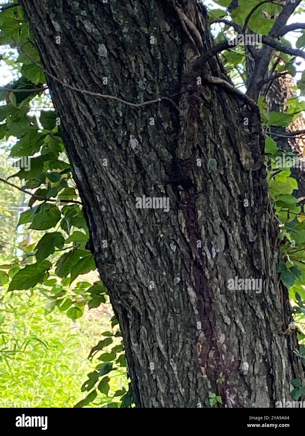 American elm (Ulmus americana) Plantae Stock Photo - Alamy