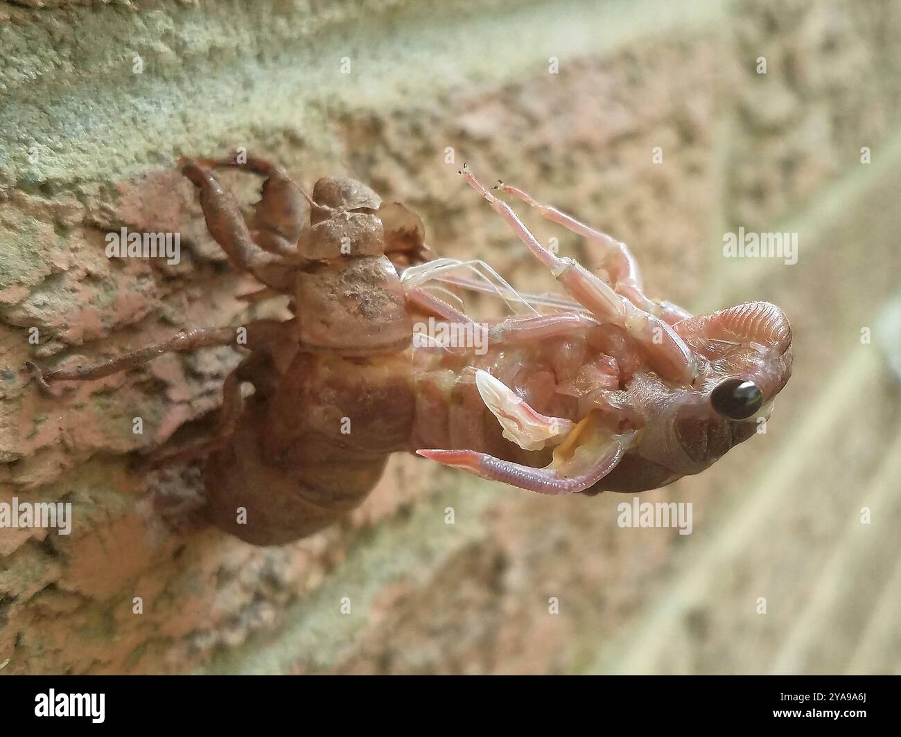 Fall Southeastern Dusk-singing Cicada (Megatibicen figuratus) Insecta ...