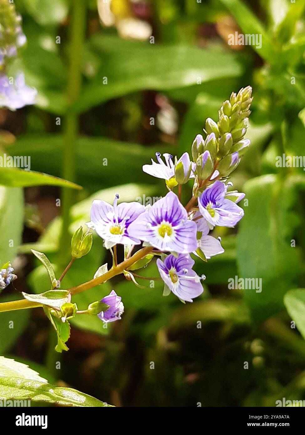blue water-speedwell (Veronica anagallis-aquatica) Plantae Stock Photo ...