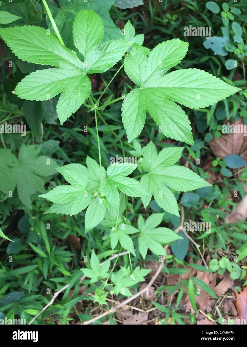 Japanese Hops (Humulus scandens) Plantae Stock Photo - Alamy
