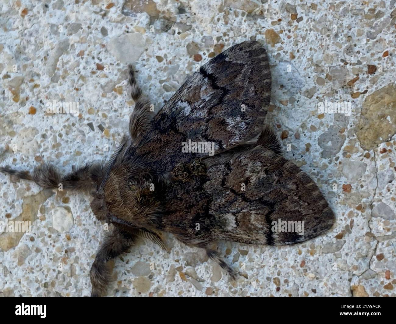 Manto Tussock Moth (Dasychira manto) Insecta Stock Photo - Alamy