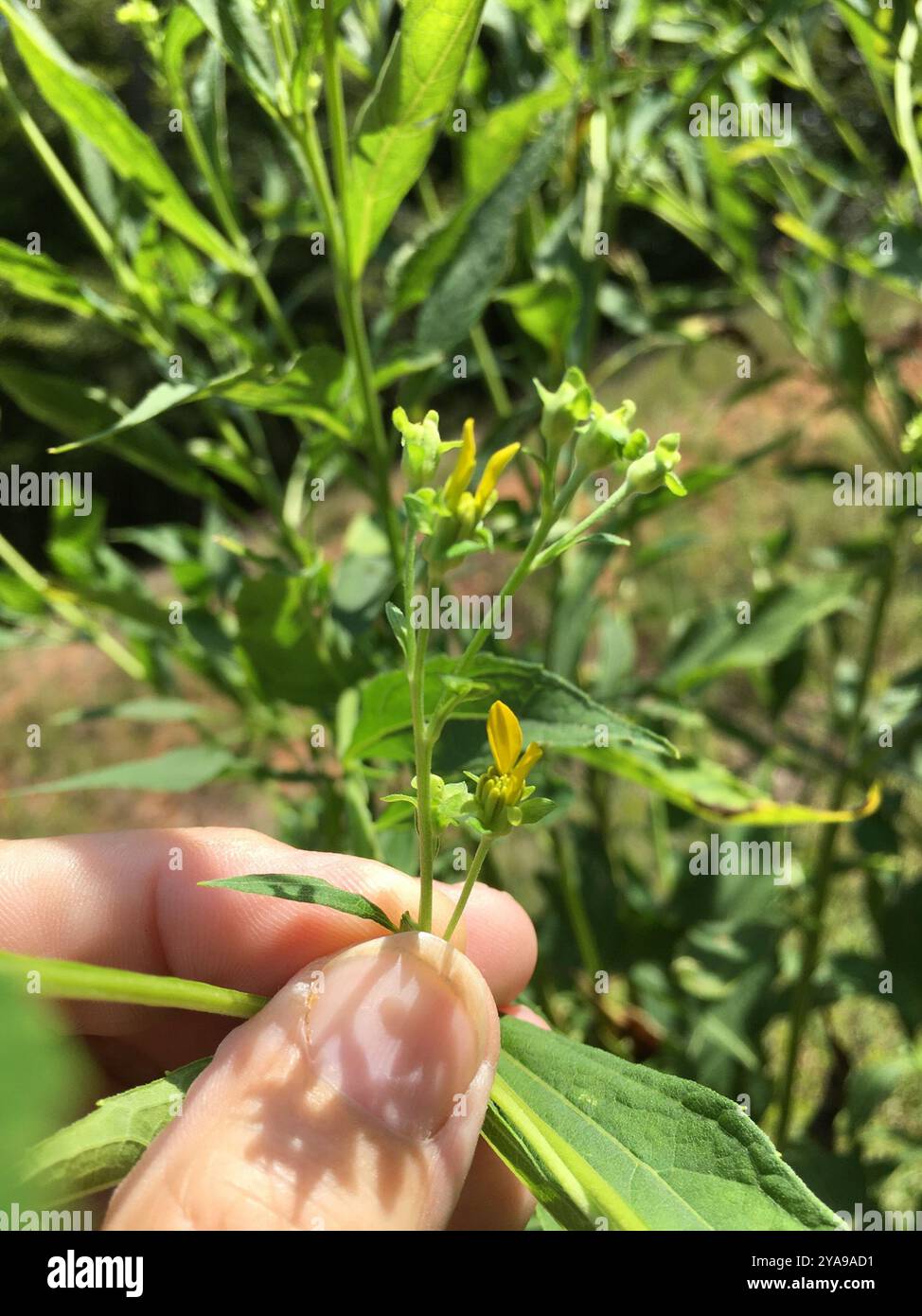 Yellow Crownbeard (Verbesina occidentalis) Plantae Stock Photo - Alamy