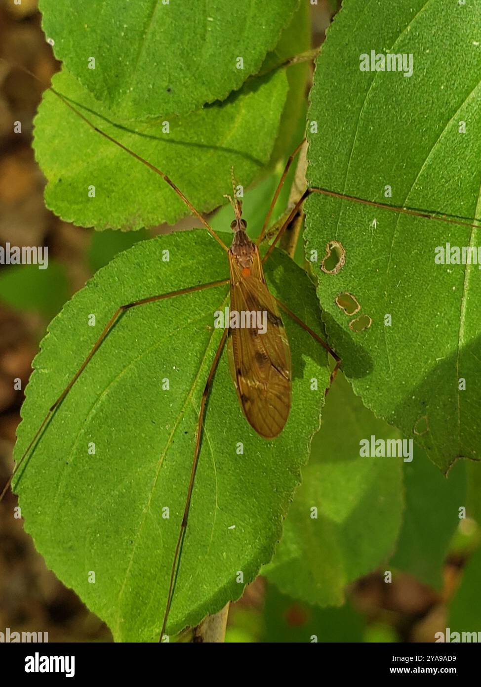 Large Crane Flies (Tipulidae) Insecta Stock Photo - Alamy
