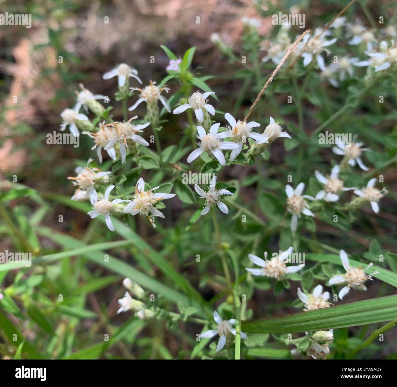 Dixie aster (Sericocarpus tortifolius) Plantae Stock Photo - Alamy
