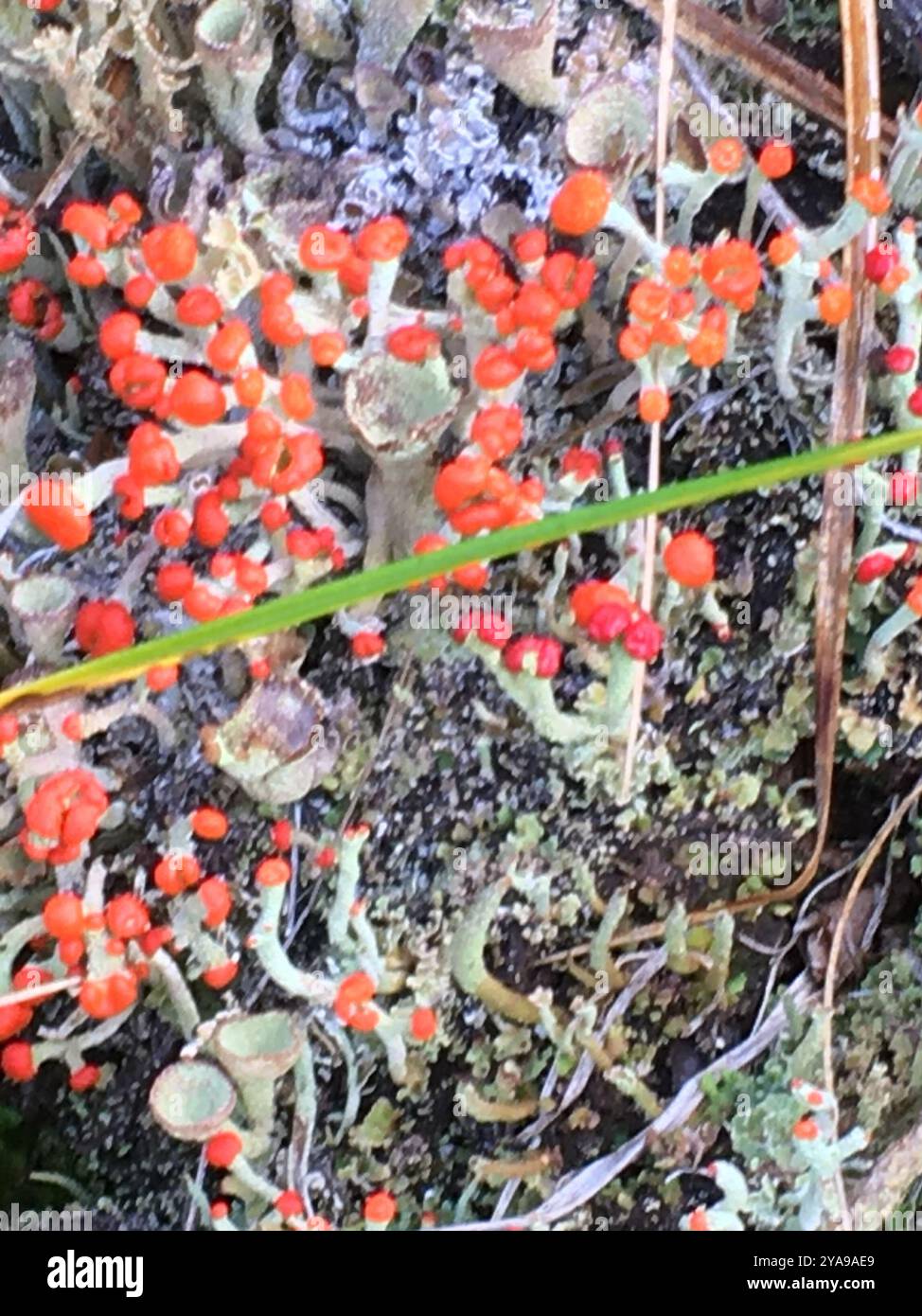 pixie cup and reindeer lichens (Cladonia) Fungi Stock Photo - Alamy