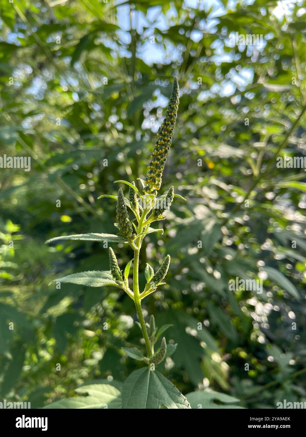 giant ragweed (Ambrosia trifida) Plantae Stock Photo - Alamy