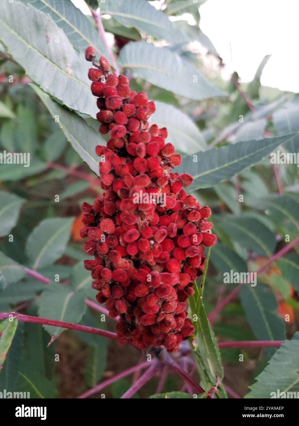 smooth sumac (Rhus glabra) Plantae Stock Photo - Alamy