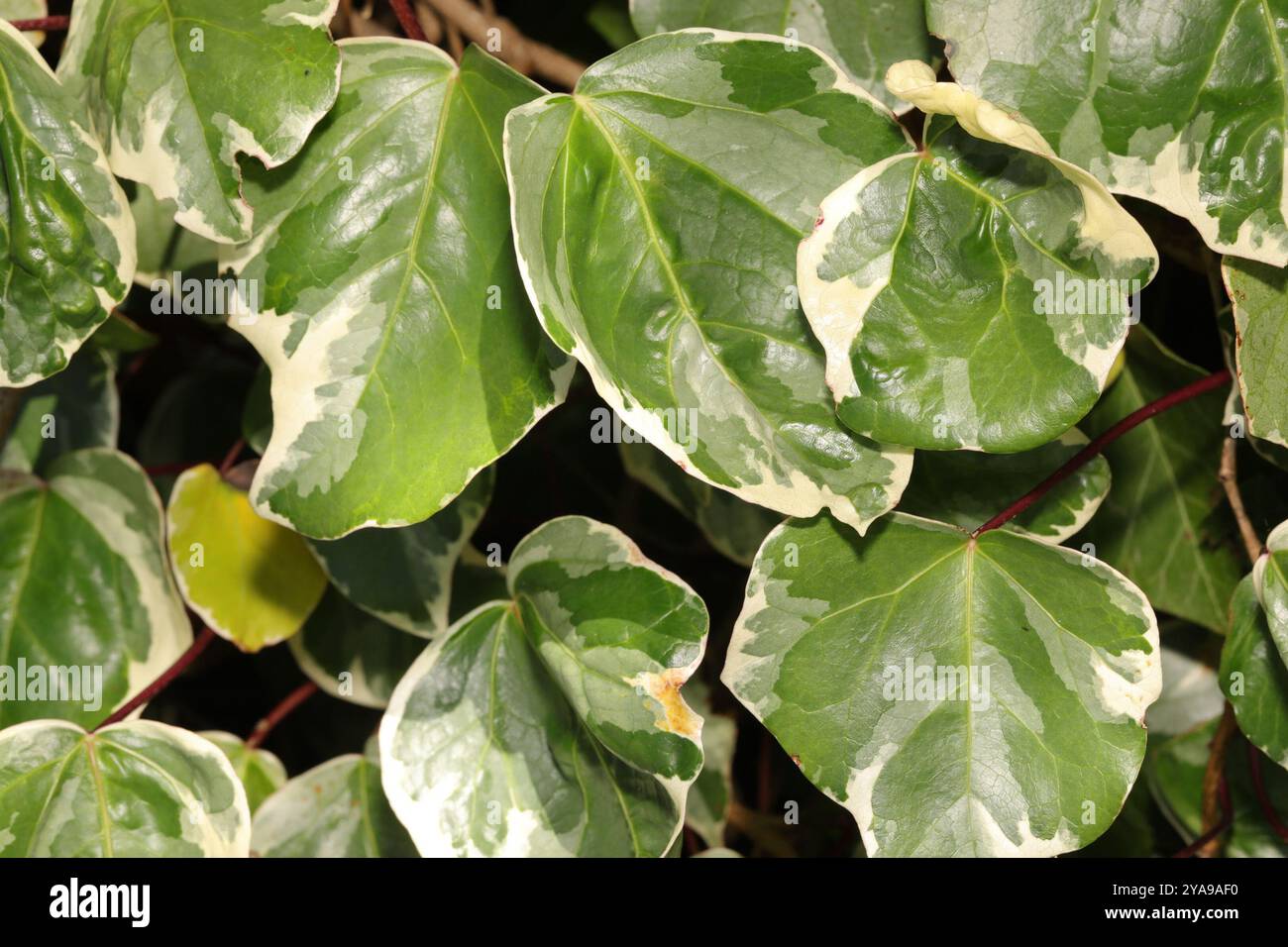 Persian Ivy (Hedera colchica) Plantae Stock Photo - Alamy