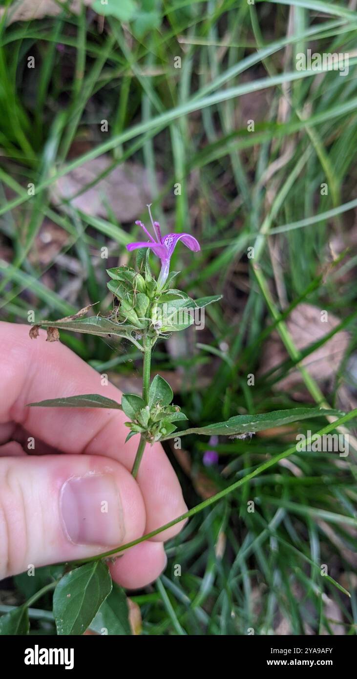 Branched Foldwing (Dicliptera brachiata) Plantae Stock Photo - Alamy