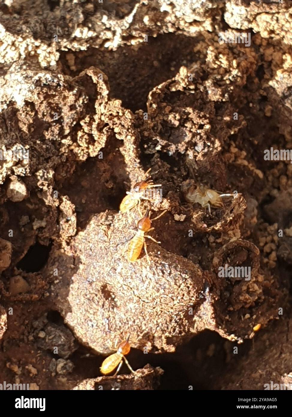 Conehead Termites (Nasutitermes) Insecta Stock Photo - Alamy
