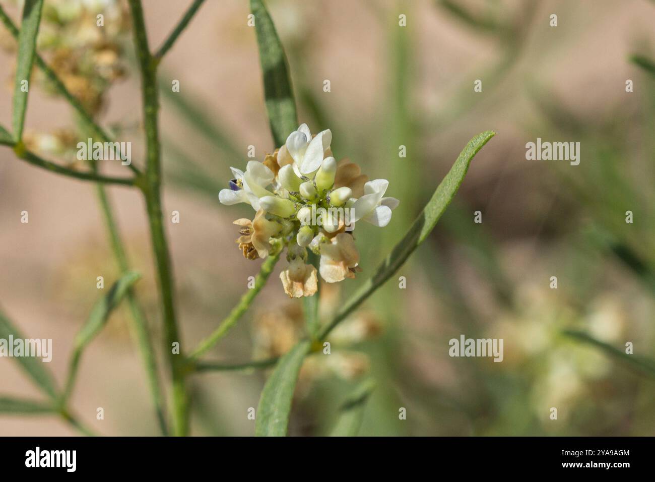 Lance-leaved scurf-pea (Ladeania lanceolata) Plantae Stock Photo - Alamy