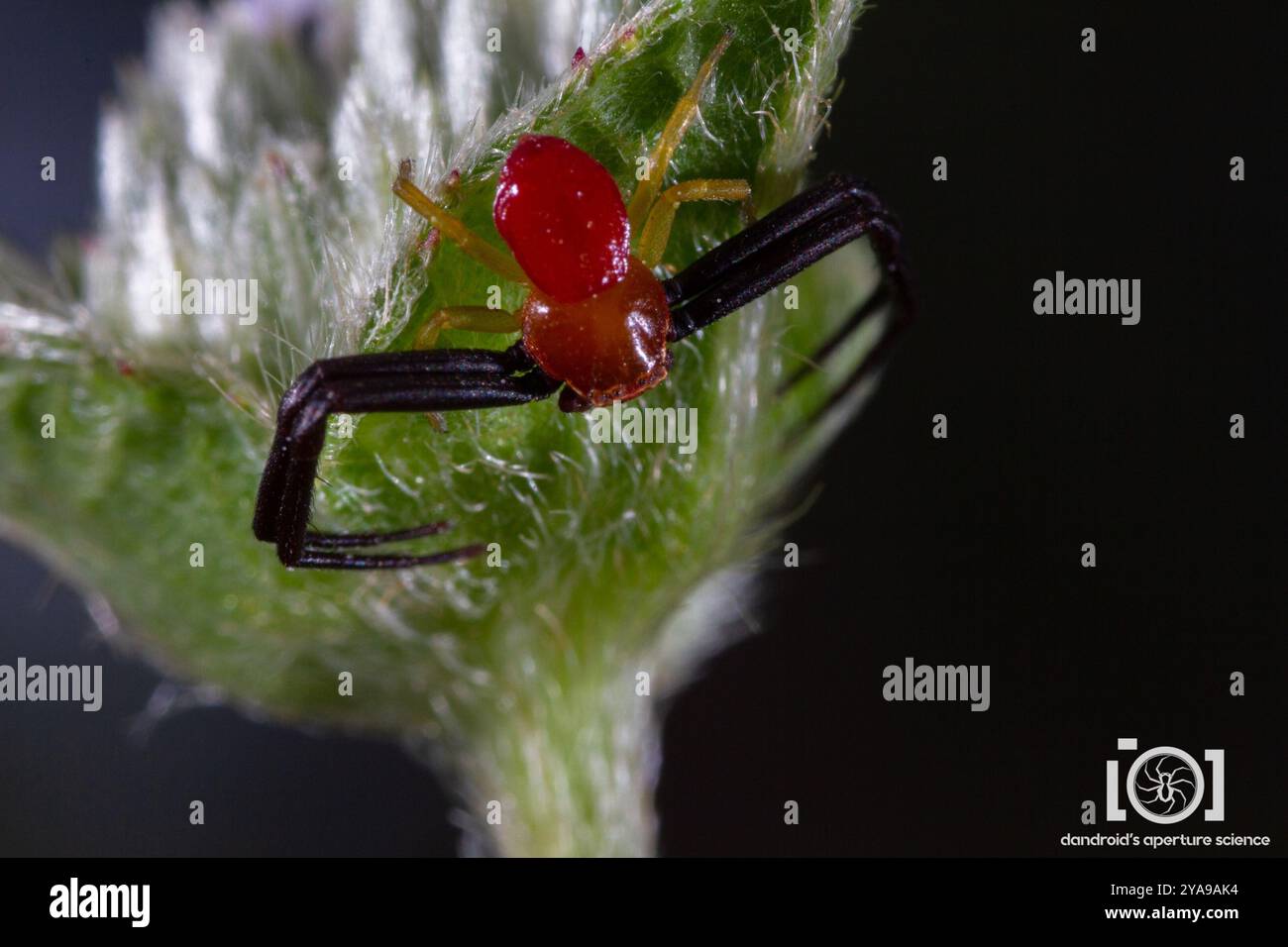 White-banded Crab Spider (Misumenoides formosipes) Arachnida Stock ...